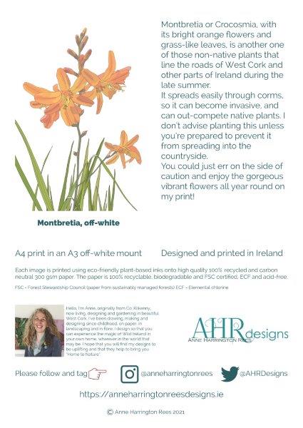 Montbretia, Floral Art Print – Anne Harrington Rees Designs
